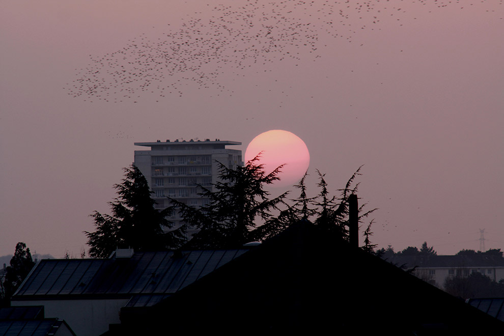 Setting Sun and birds over the city of Angers - Sky & Telescope