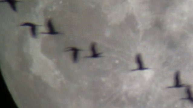 moonbirds - Sky & Telescope