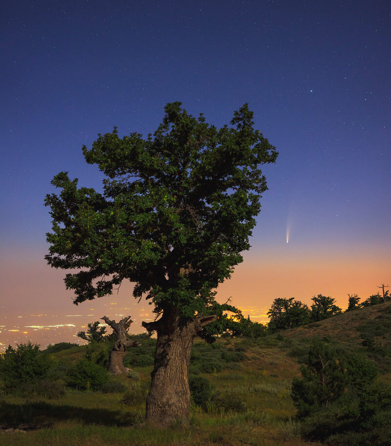 Comet NEOWISE over Hyrcanian trees - Sky & Telescope