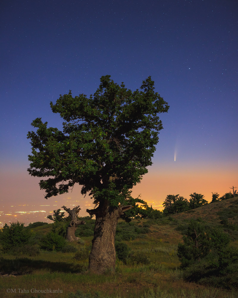 Comet NEOWISE over Hyrcanian trees - Sky & Telescope