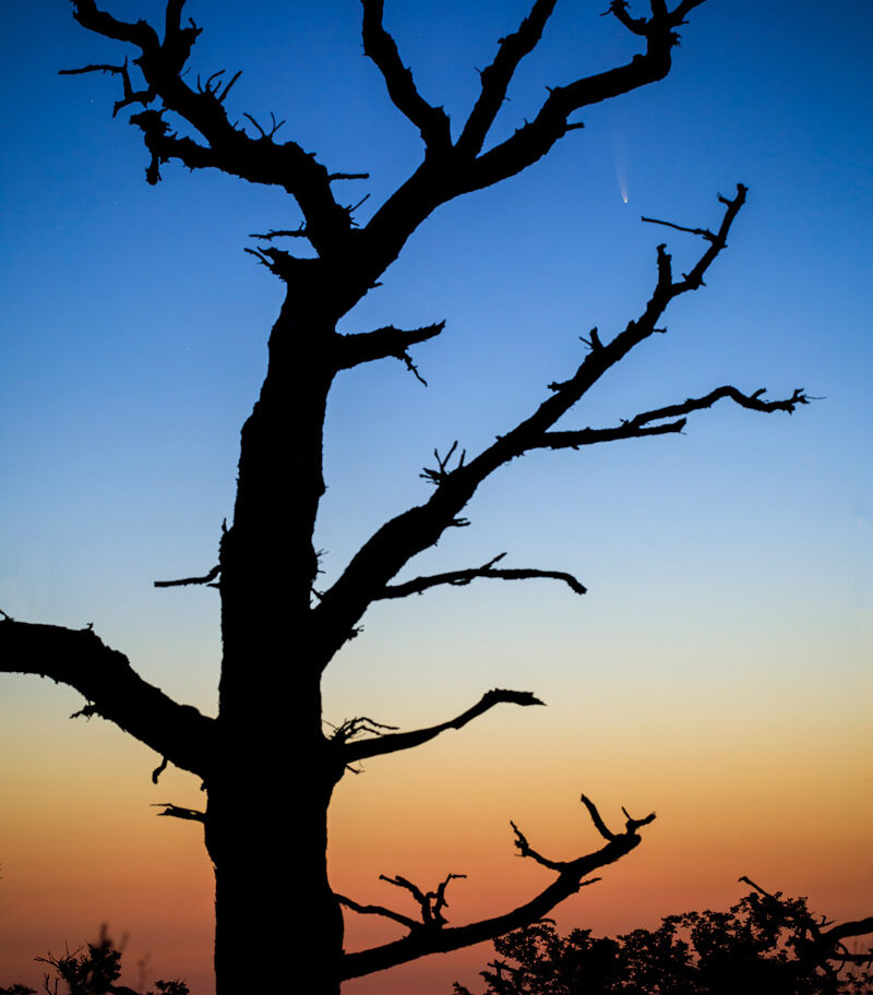 Comet NEOWISE over Hyrcanian trees - Sky & Telescope - Sky & Telescope