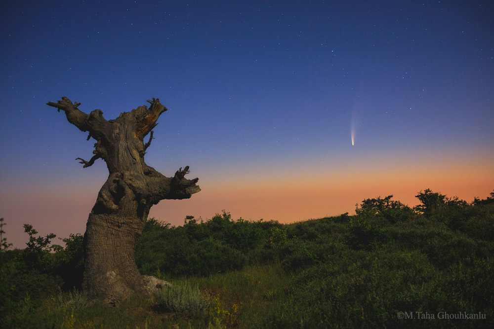 Here are my recent photos of the comet over Hyrcanian trees, one of the ...