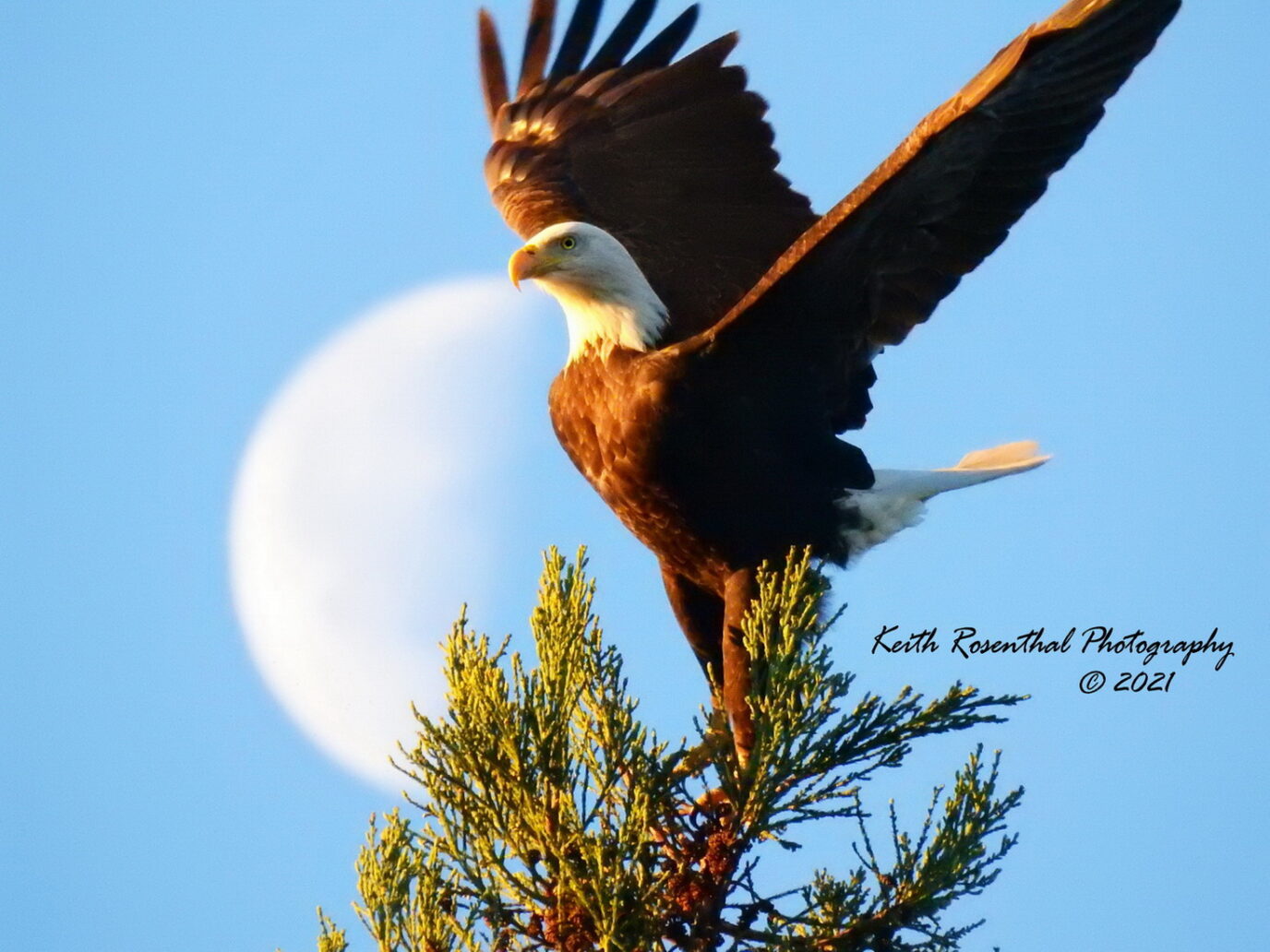 Eagle Moon - Sky & Telescope