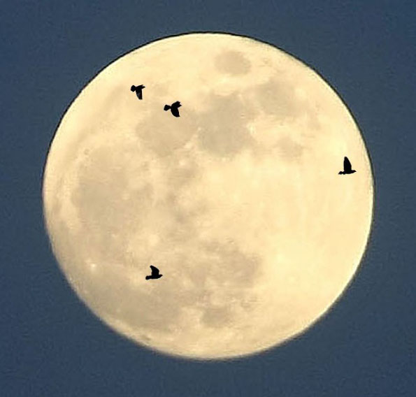 Here Comes the Harvest Moon! - Sky & Telescope