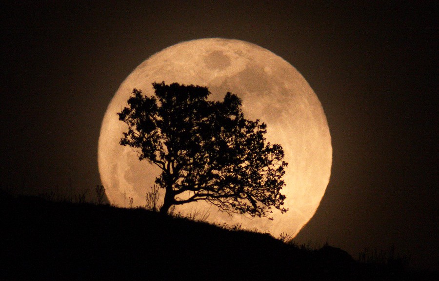 Full moon tree. | Elias Chasiotis - Sky & Telescope