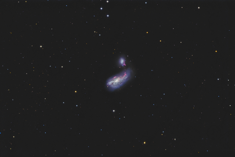 NGC 4490, The Cocoon Galaxy in Canes Venatici - Sky & Telescope