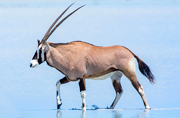 African Stargazing Safari 2025 - Sky & Telescope - Sky & Telescope