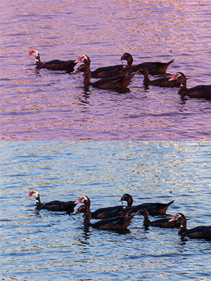 How to Modify Your DSLR for Astrophotography - Sky & Telescope